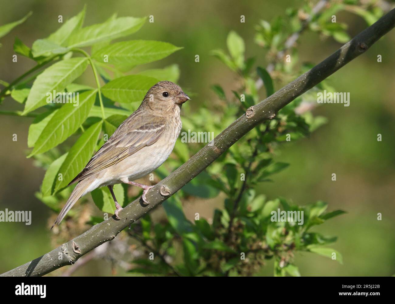 Female Rosefinch sitting in tree Stock Photo - Alamy