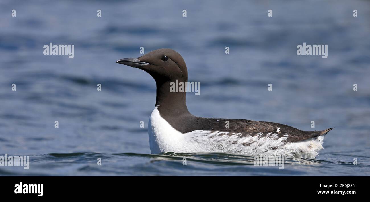 Common murre, swimming in Baltic sea Stock Photo - Alamy