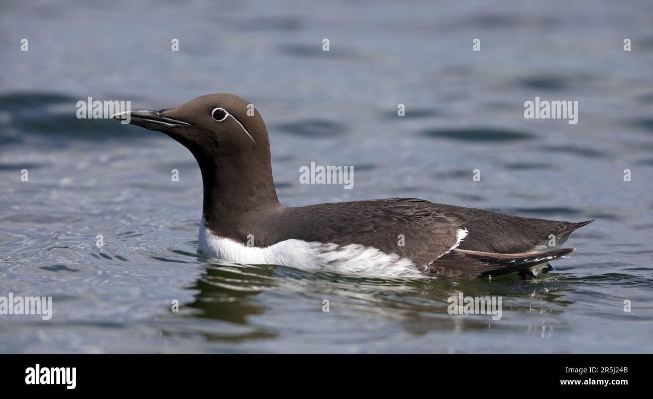 Common murre, Bridled guillemot, swimming in Baltic sea Stock Photo - Alamy