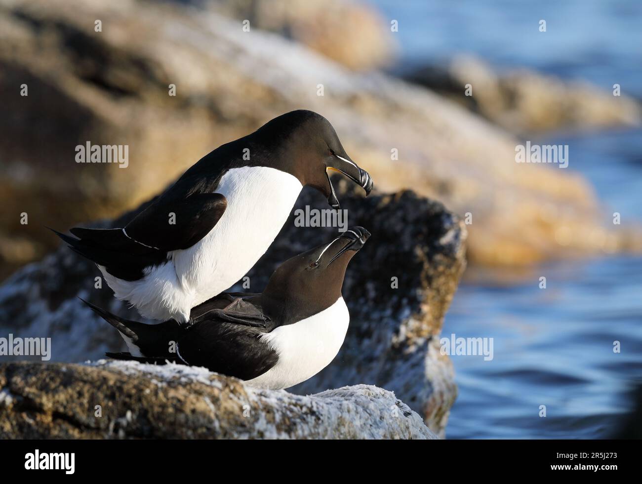 Pair of Razorbills mating on rock Stock Photo - Alamy