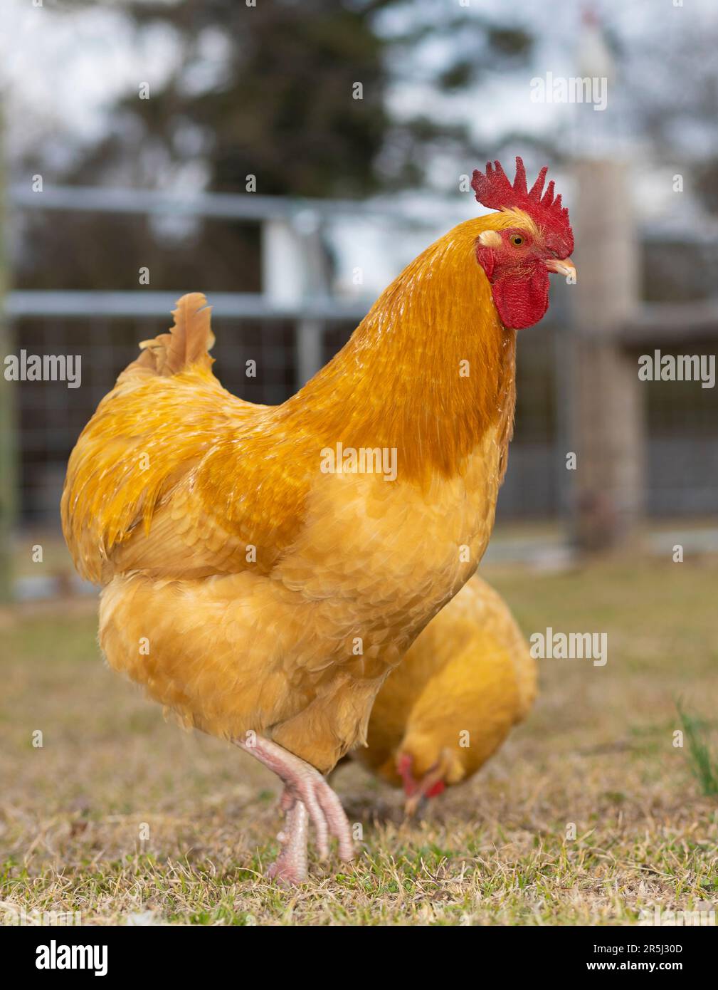 Buff Orpington rooster strutting his stuff near a chicken hen Stock ...