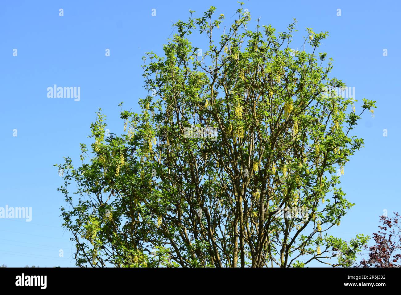 Remote yellow tree hi-res stock photography and images - Alamy
