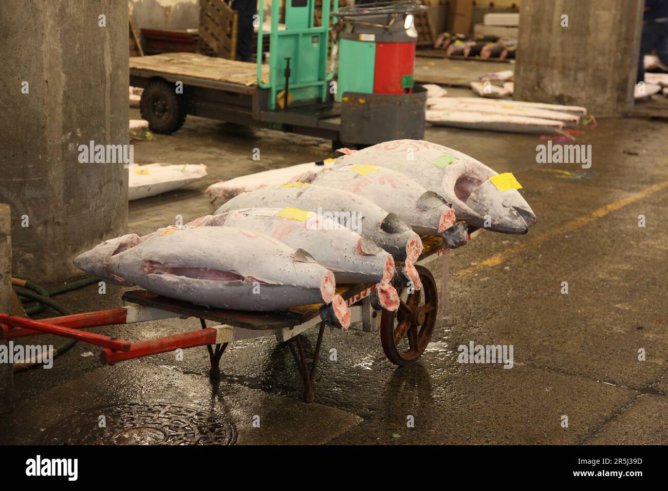 Giant Frozen Tuna for sale in a Tokyo fish market Stock Photo - Alamy