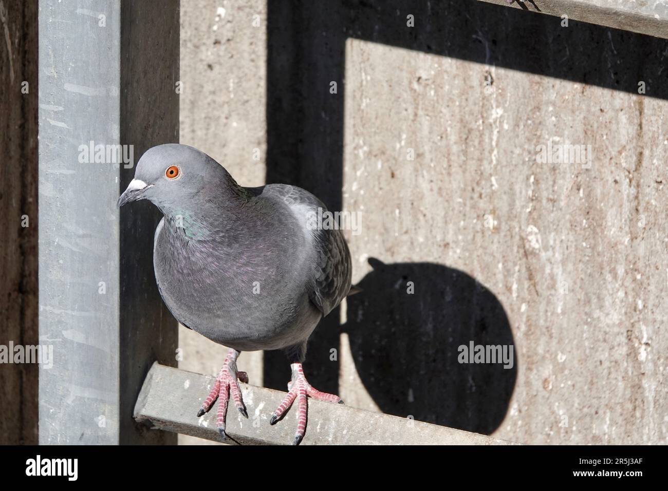 Pigeon looking camera isolated on hi-res stock photography and images ...