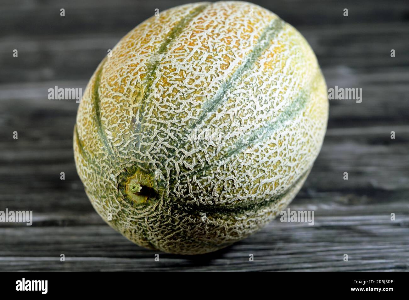 Muskmelon, Cucumis melo or melon, a species of Cucumis that has been ...