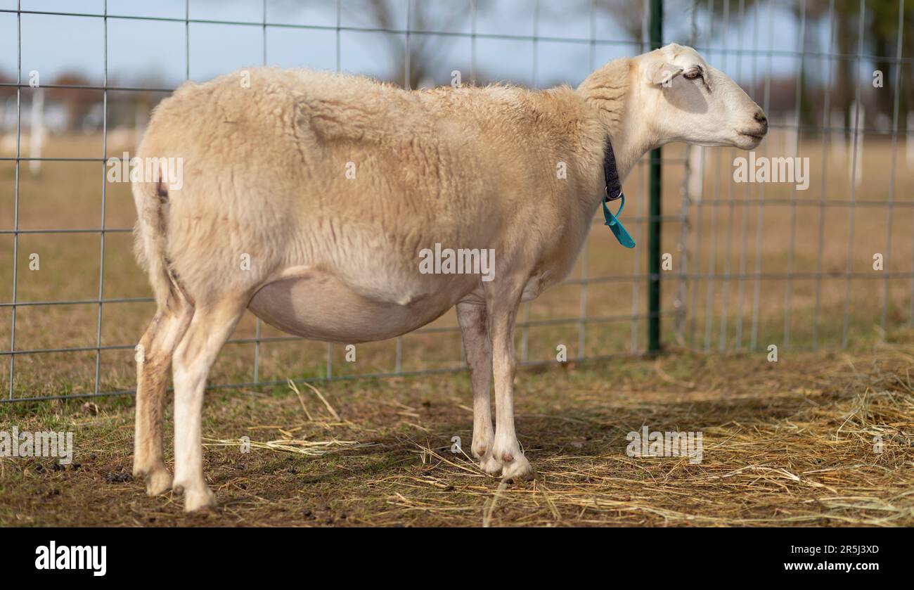 Katahdin sheep ewe with beige hair behind a fence Stock Photo - Alamy