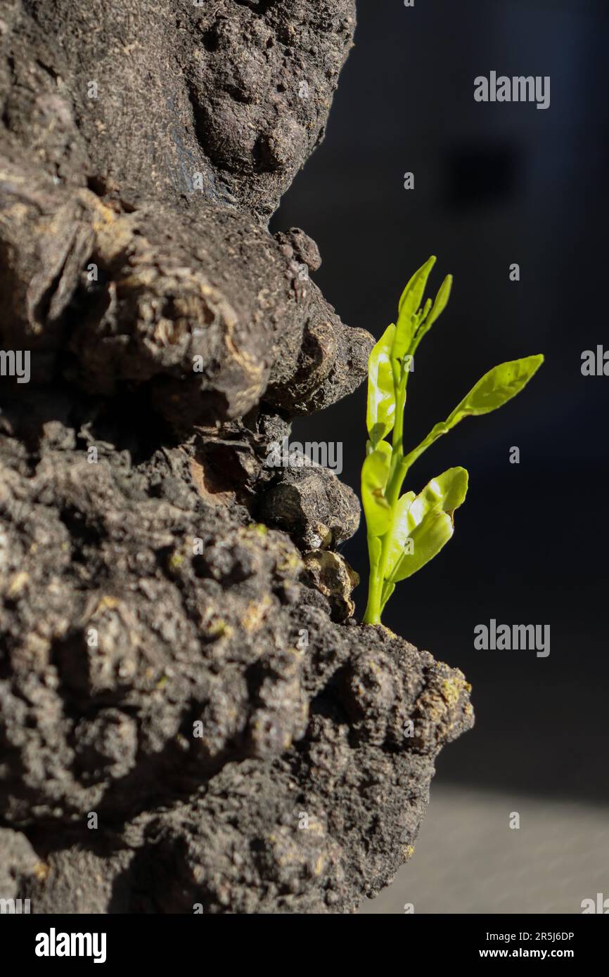 A New Leaves Growing from an Old Tree Bark Stock Photo - Alamy