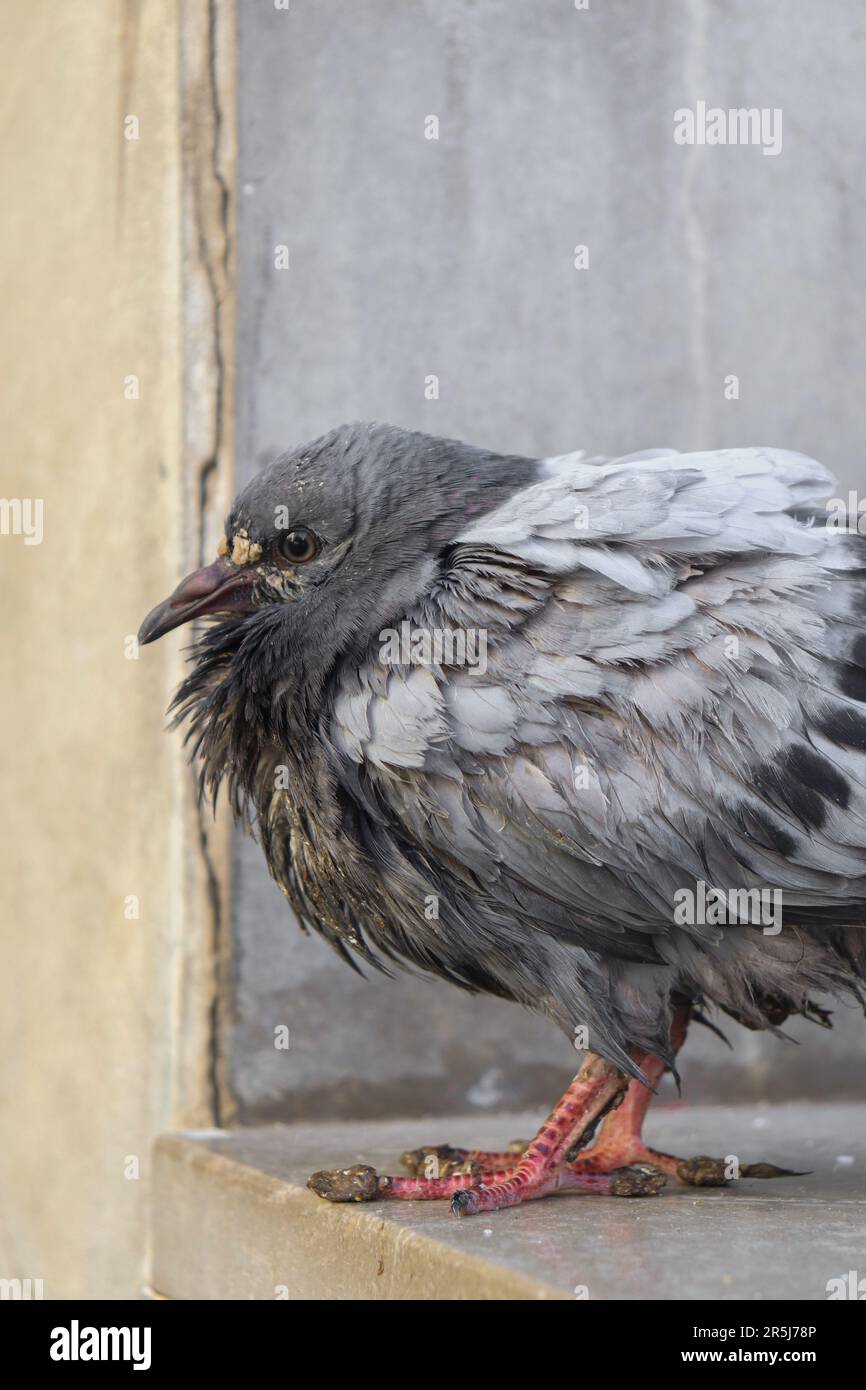 A closed up picture of Grey Pigeon on the ground with a messy feathers ...