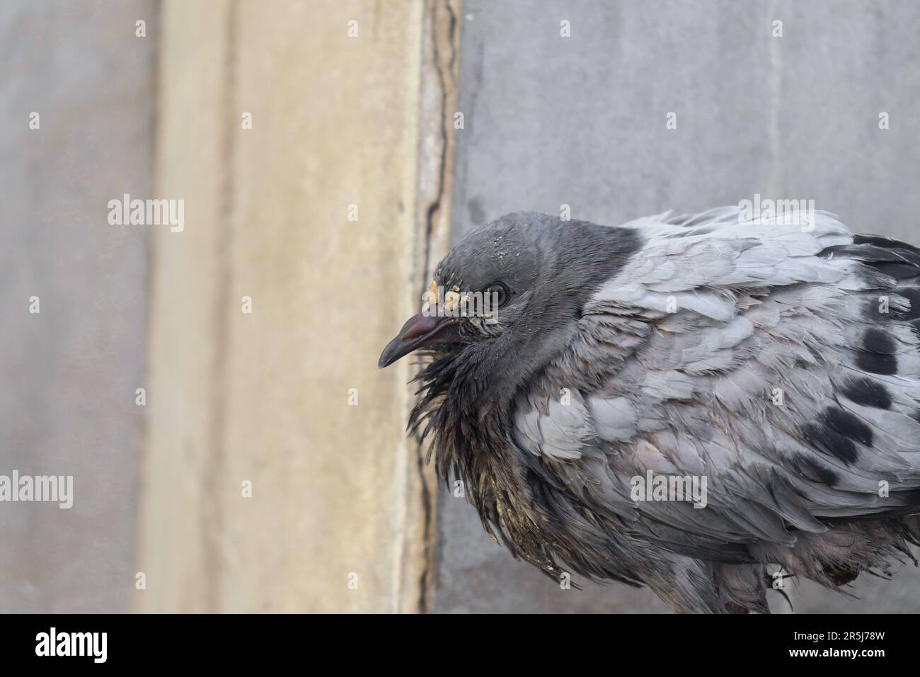 A closed up picture of Grey Pigeon on the ground with a messy feathers ...