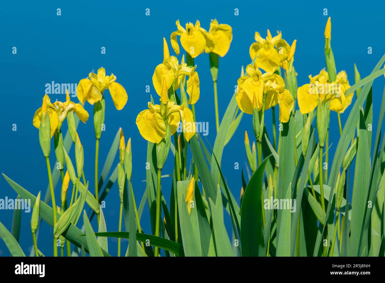Yellow water iris hi-res stock photography and images - Alamy