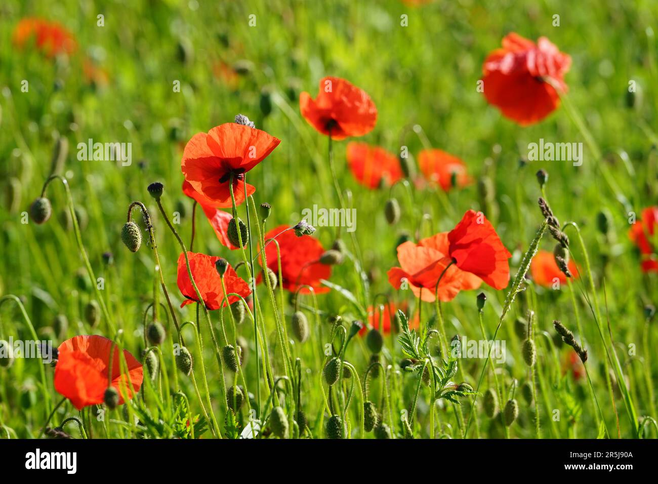 A field with different varieties of poppies, red poppies and pink ...