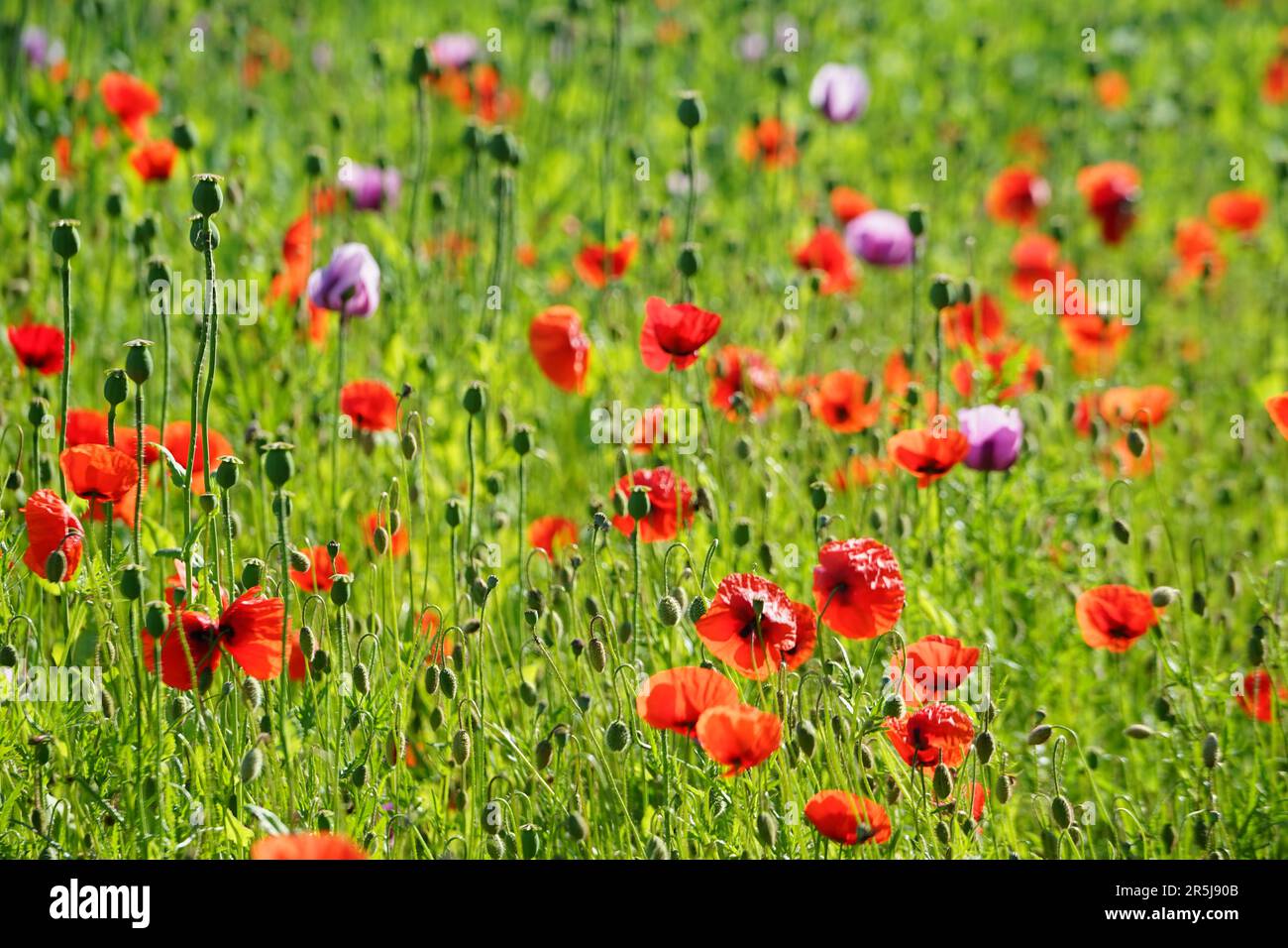 A field with different varieties of poppies, red poppies and pink ...