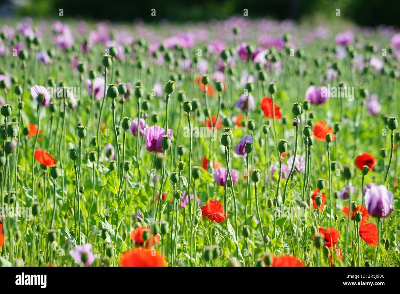 A field with different varieties of poppies, red poppies and pink ...