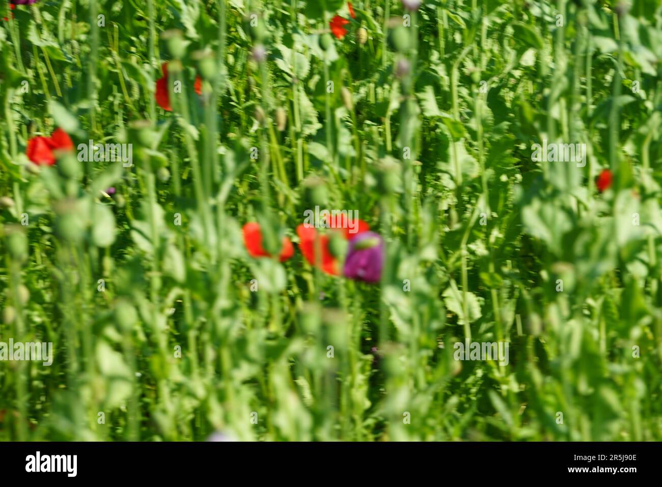 A field with different varieties of poppies, red poppies and pink ...