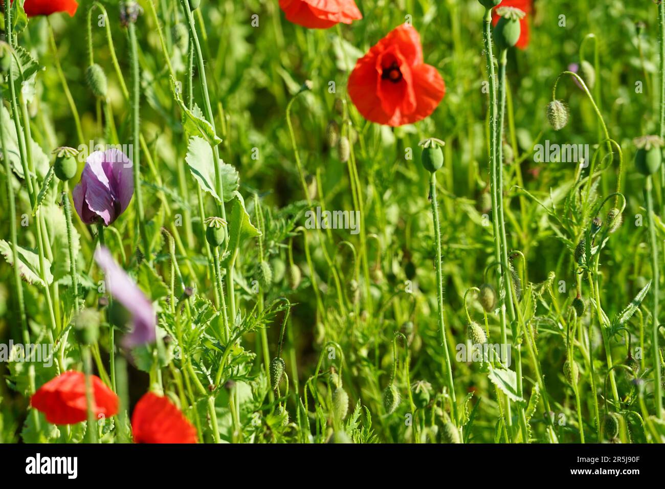 A field with different varieties of poppies, red poppies and pink ...