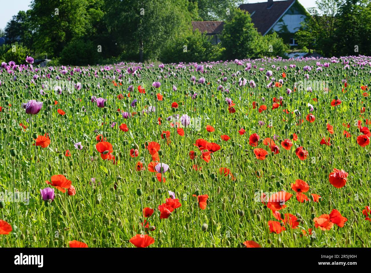 A field with different varieties of poppies, red poppies and pink ...