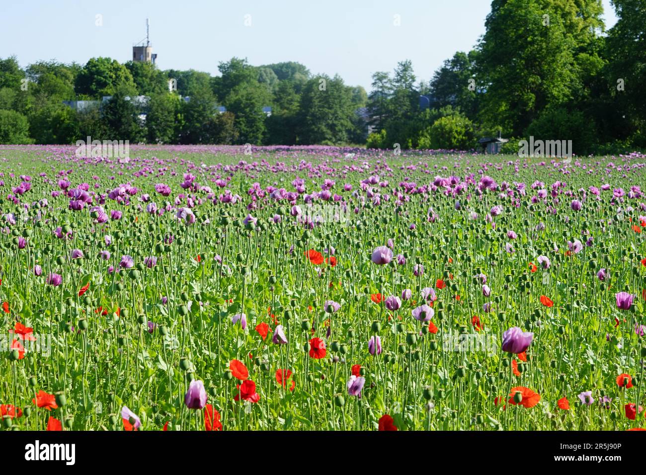 Poppy_wallpaper hi-res stock photography and images - Alamy