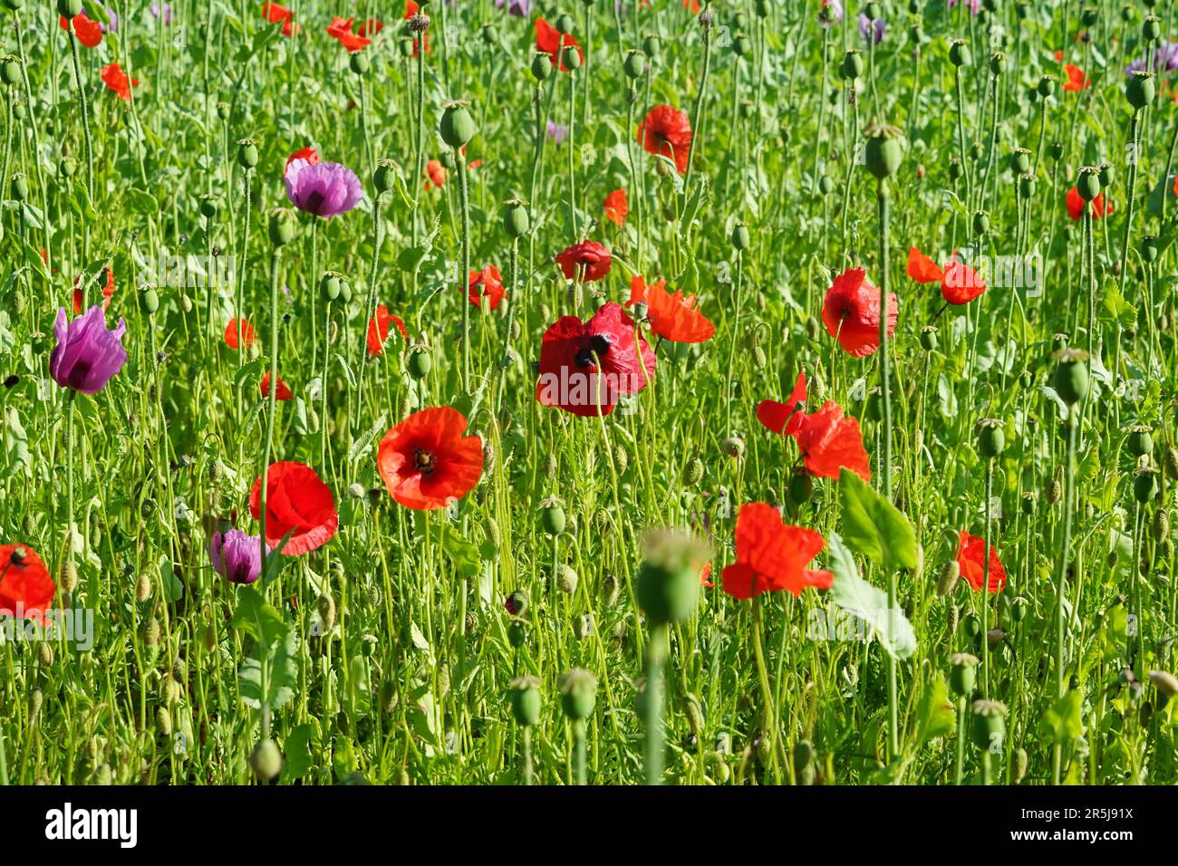 poppy nature flowers flower background beautiful flowers flower ...