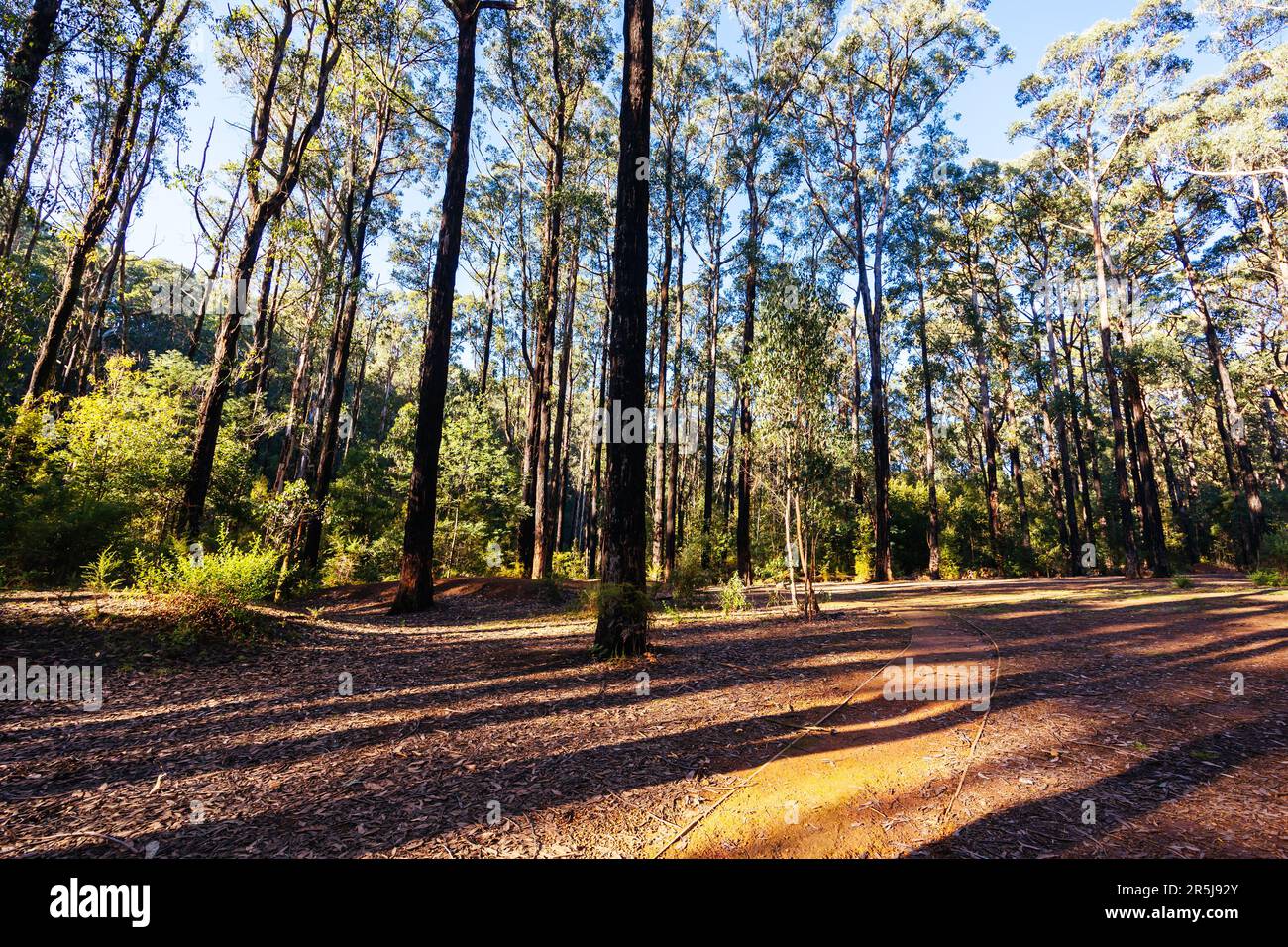 Masons Falls Picnic Area in Melbourne Australia Stock Photo - Alamy