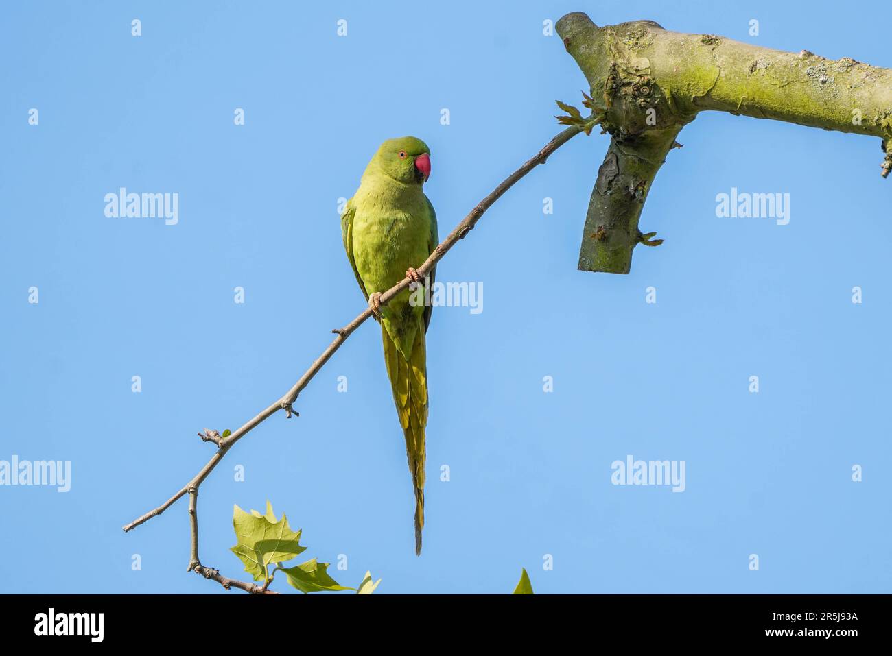 London UK. 4 June 2023 . A ring-necked parakeet (psittacula krameri ...