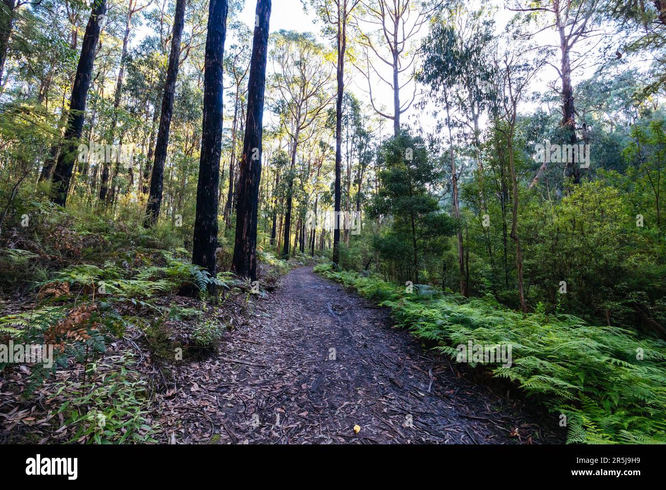 Melbourne ridge hi-res stock photography and images - Alamy