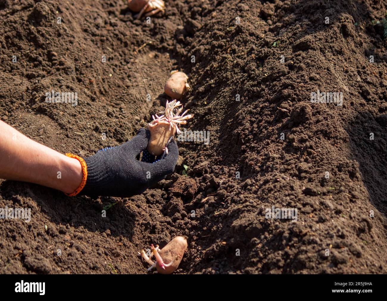 Planting potato tubers in the soil. Early spring preparation for the ...