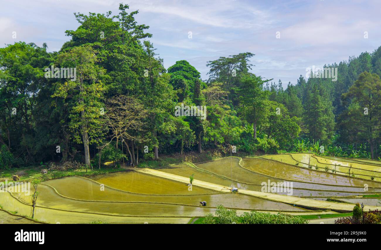 Lush green paddy fields, grass, trees, and clouds in a tranquil, rural ...