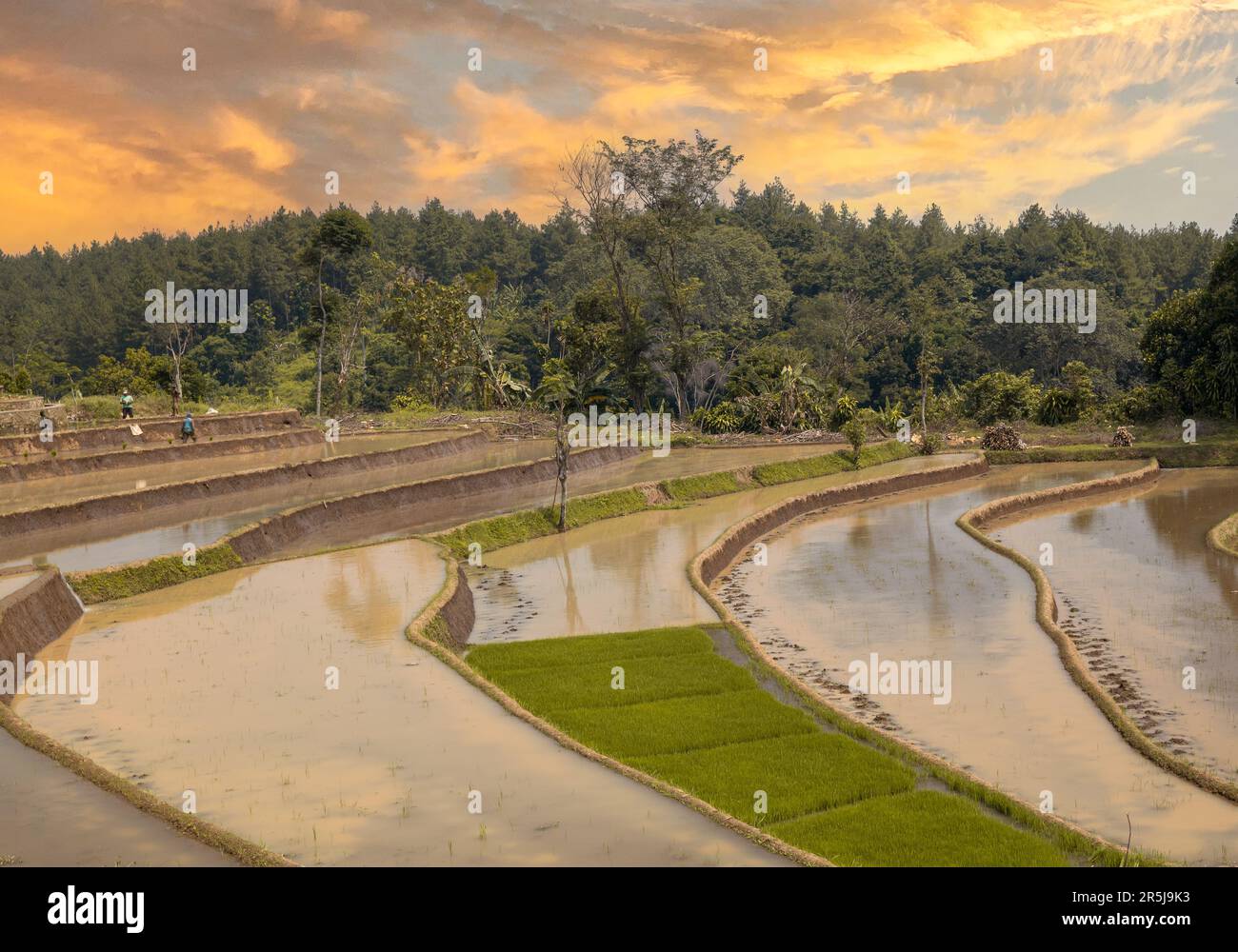 Experience the breathtaking beauty of an Asian farm land as the sun ...