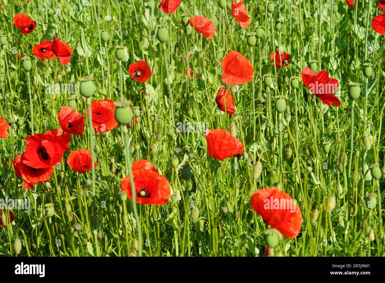 A field with different varieties of poppies, red poppies and pink ...