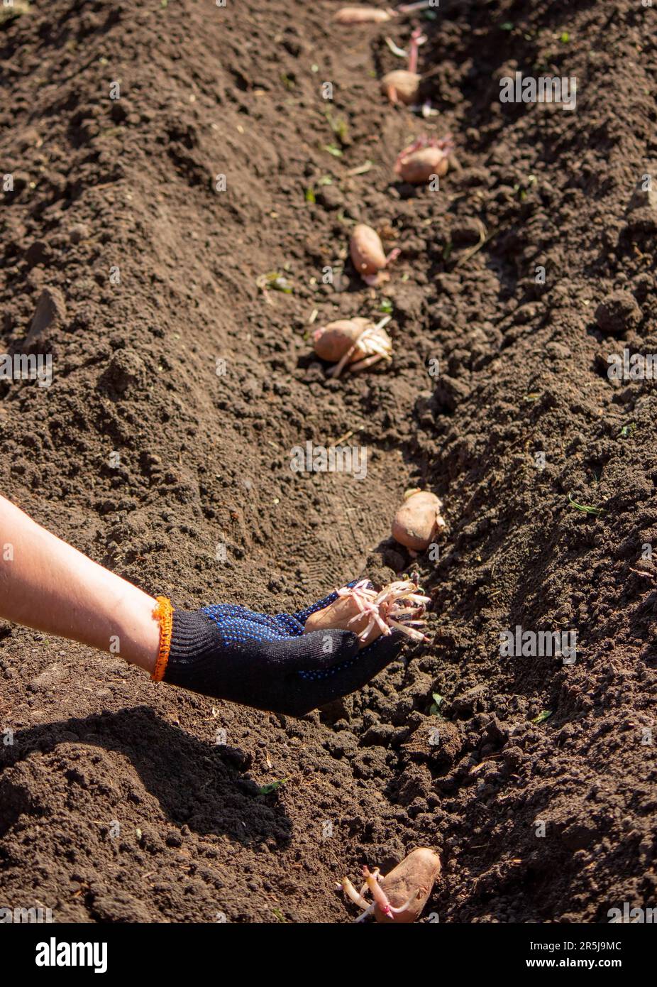 Planting potato tubers in the soil. Early spring preparation for the ...