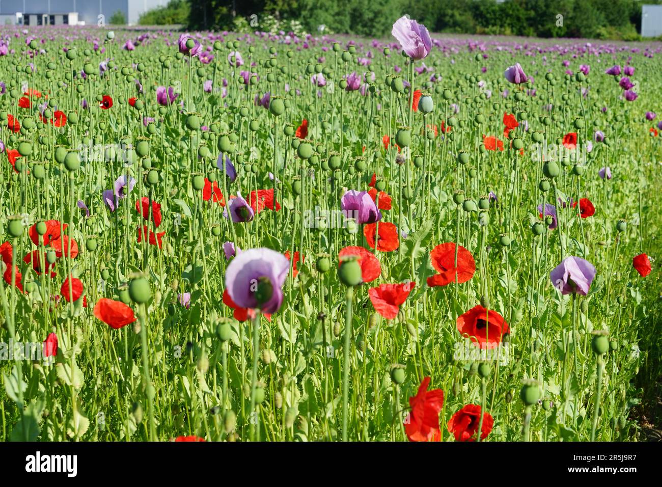 A field with different varieties of poppies, red poppies and pink ...