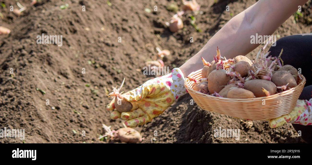 Planting potato tubers in the soil. Early spring preparation for the ...