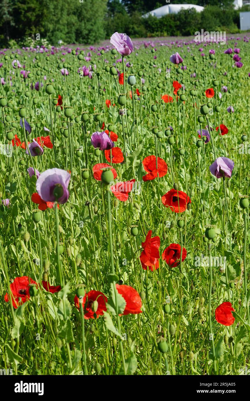 A field with different varieties of poppies, red poppies and pink ...