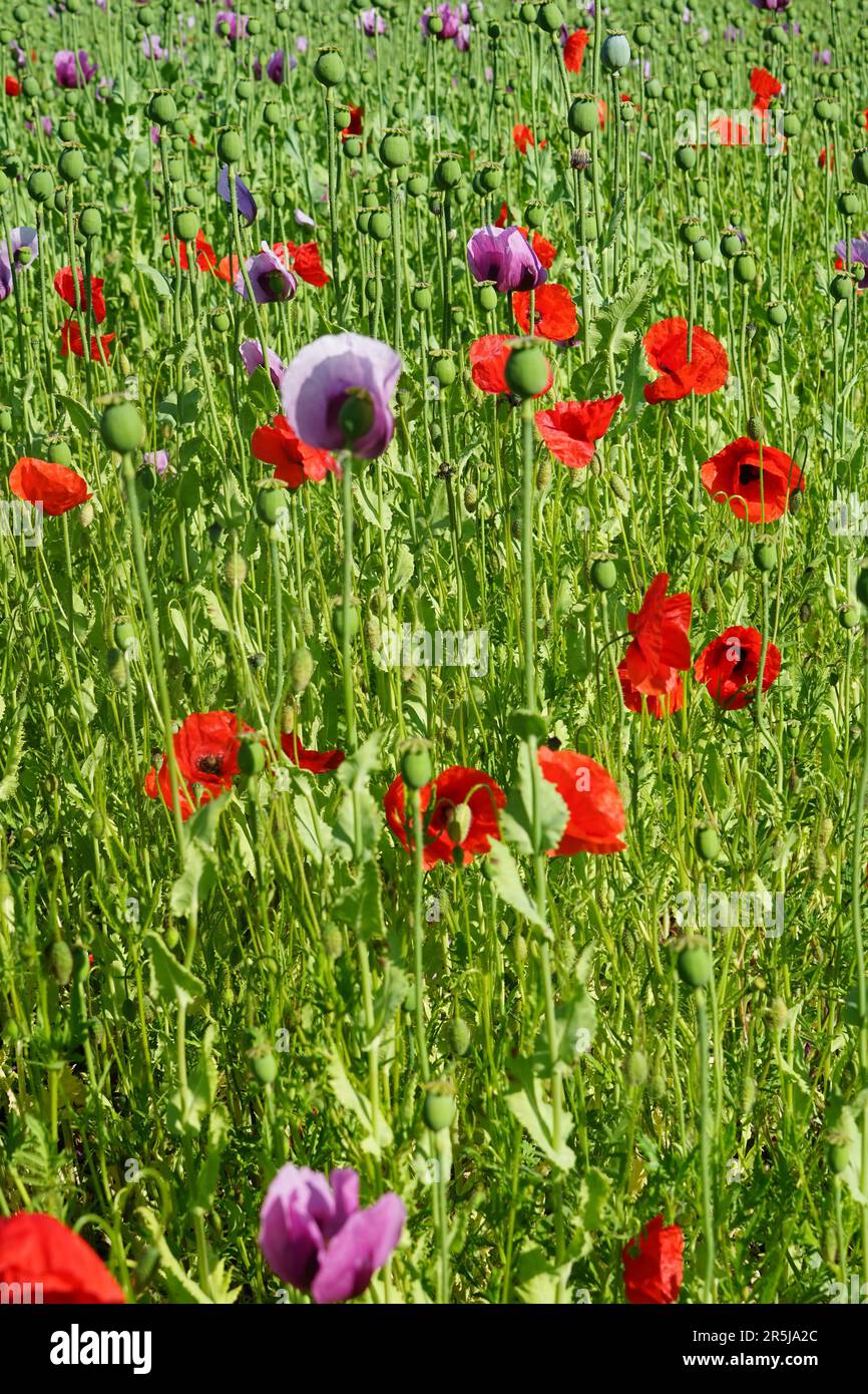 A field with different varieties of poppies, red poppies and pink ...
