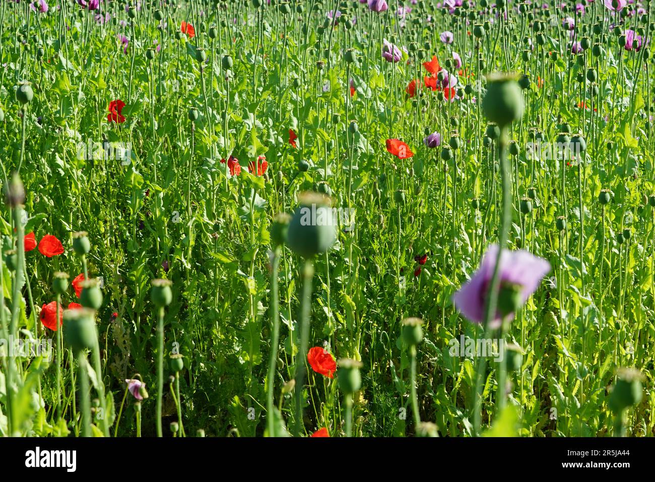 A field with different varieties of poppies, red poppies and pink ...