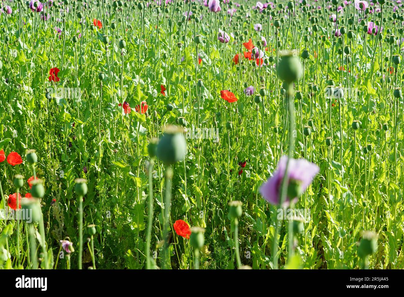 A field with different varieties of poppies, red poppies and pink ...
