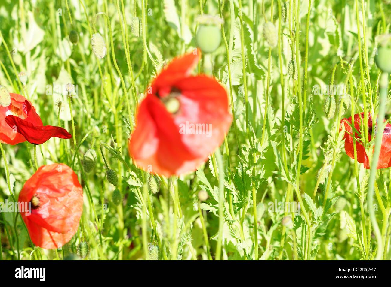 A field with different varieties of poppies, red poppies and pink ...
