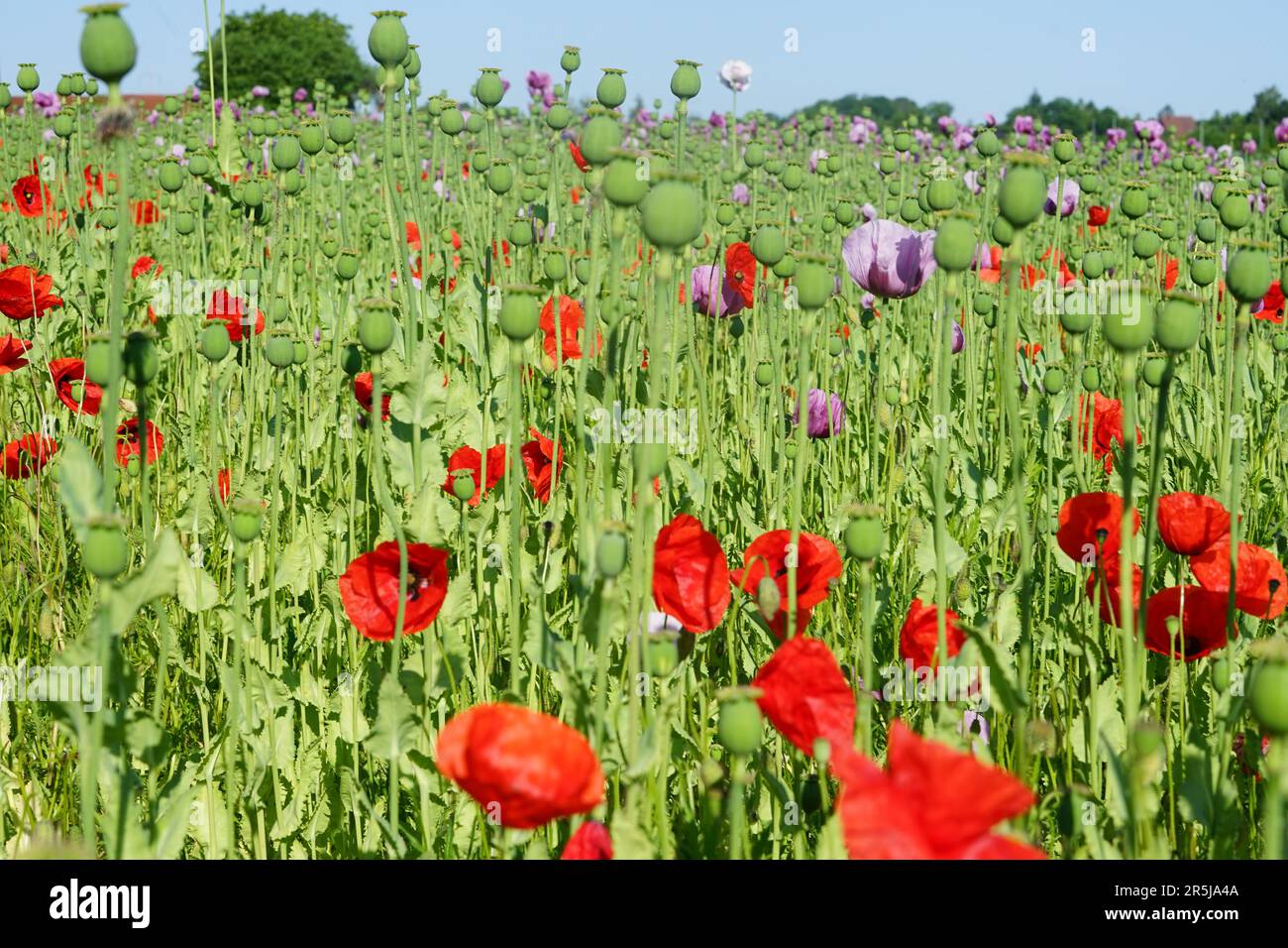A field with different varieties of poppies, red poppies and pink ...