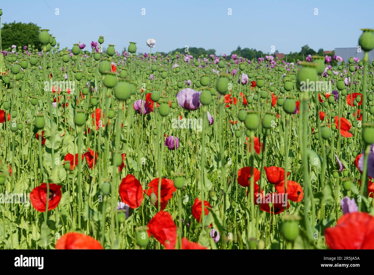 A field with different varieties of poppies, red poppies and pink ...