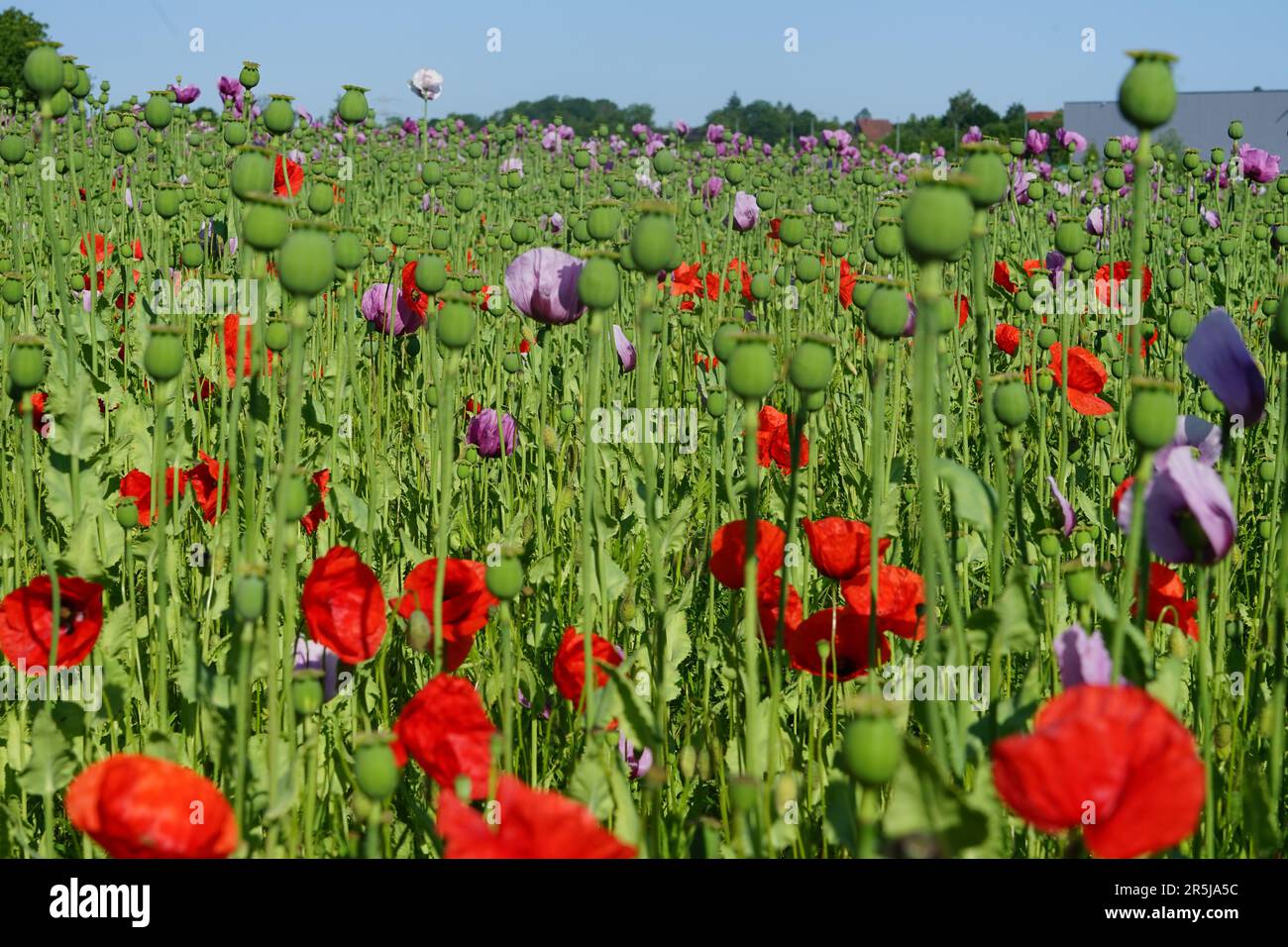 A field with different varieties of poppies, red poppies and pink ...