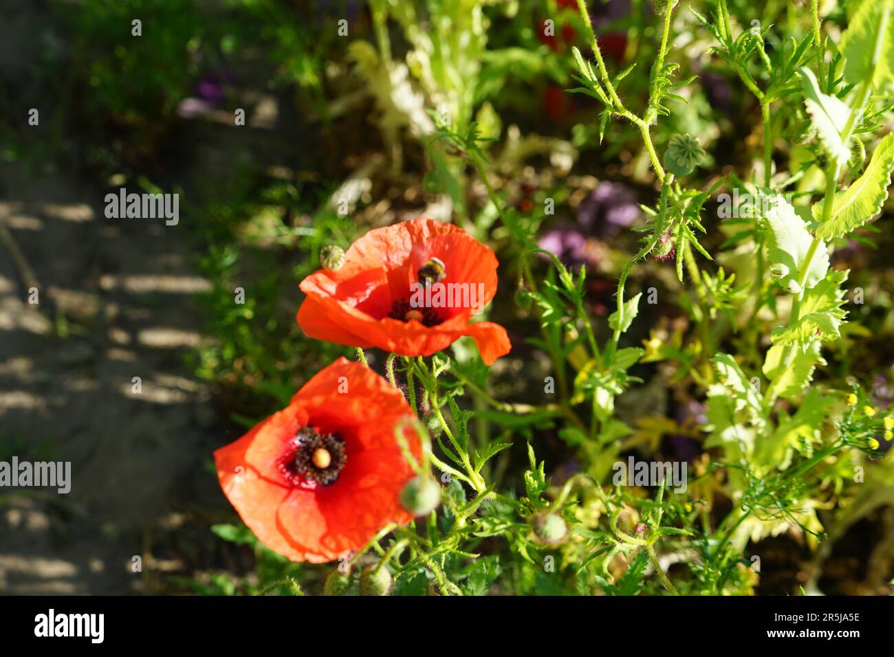 A field with different varieties of poppies, red poppies and pink ...