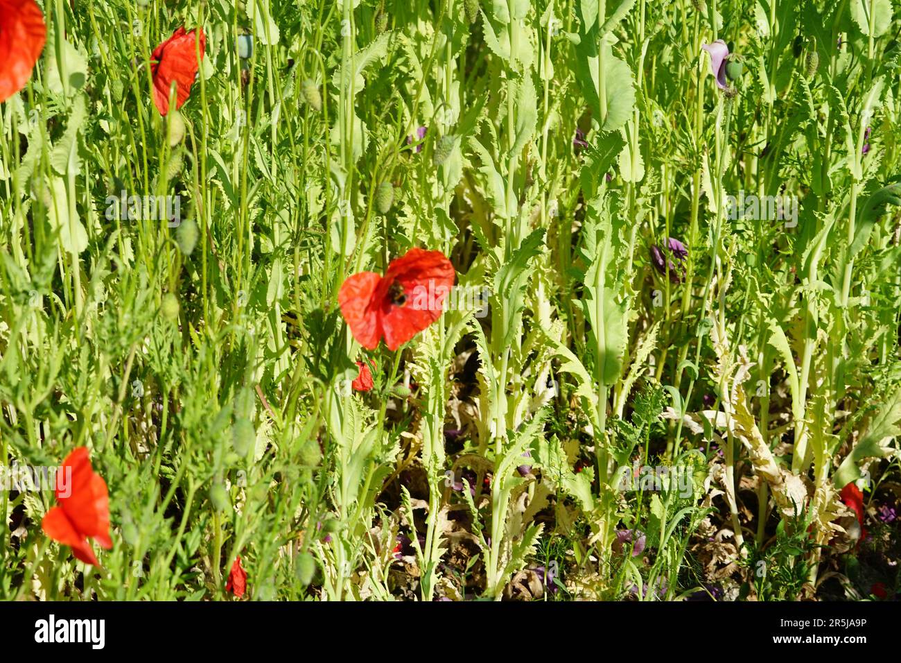 Springtimeview hi-res stock photography and images - Alamy
