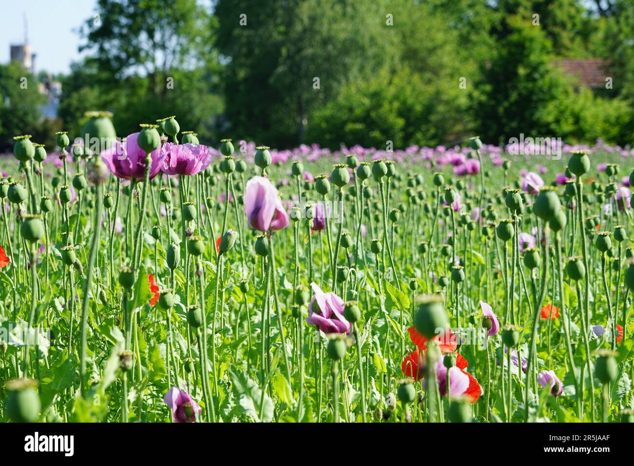 Poppylandscapeview hi-res stock photography and images - Alamy
