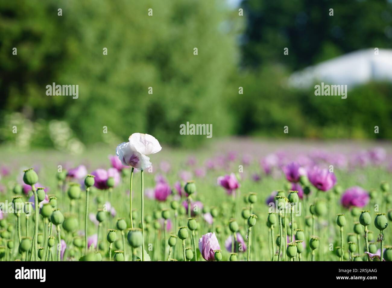 “A vibrant field of red and pink poppies, swaying gently in the breeze ...