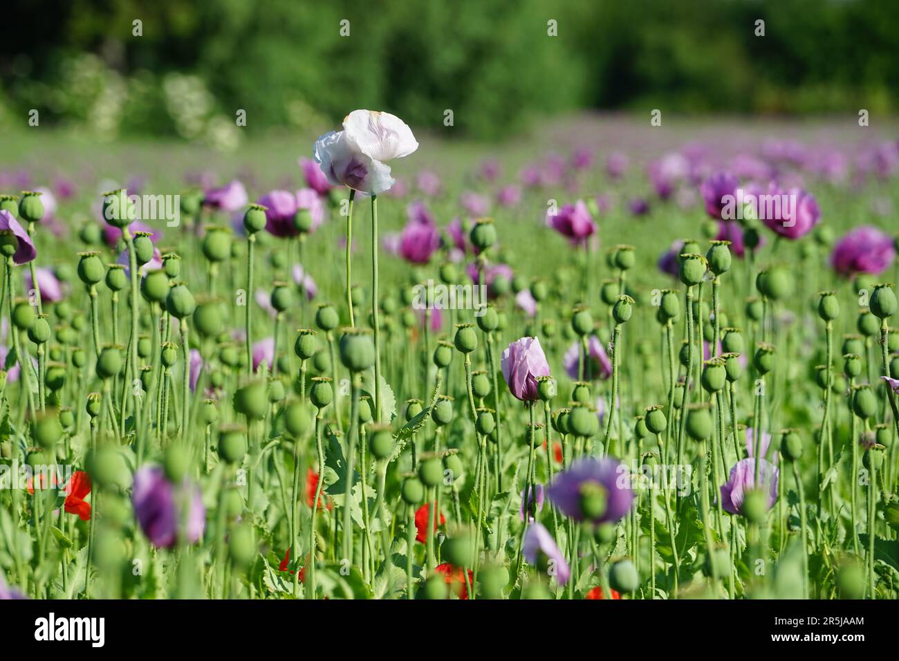 Poppygardenview hi-res stock photography and images - Alamy