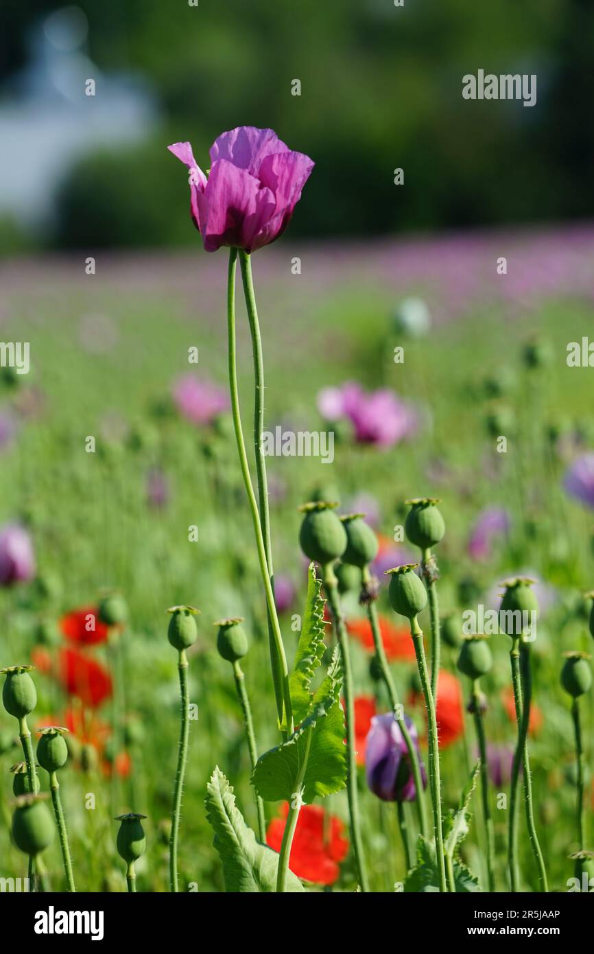 “A vibrant field of red and pink poppies, swaying gently in the breeze ...