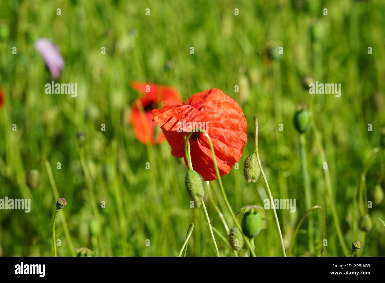 “A vibrant field of red and pink poppies, swaying gently in the breeze ...