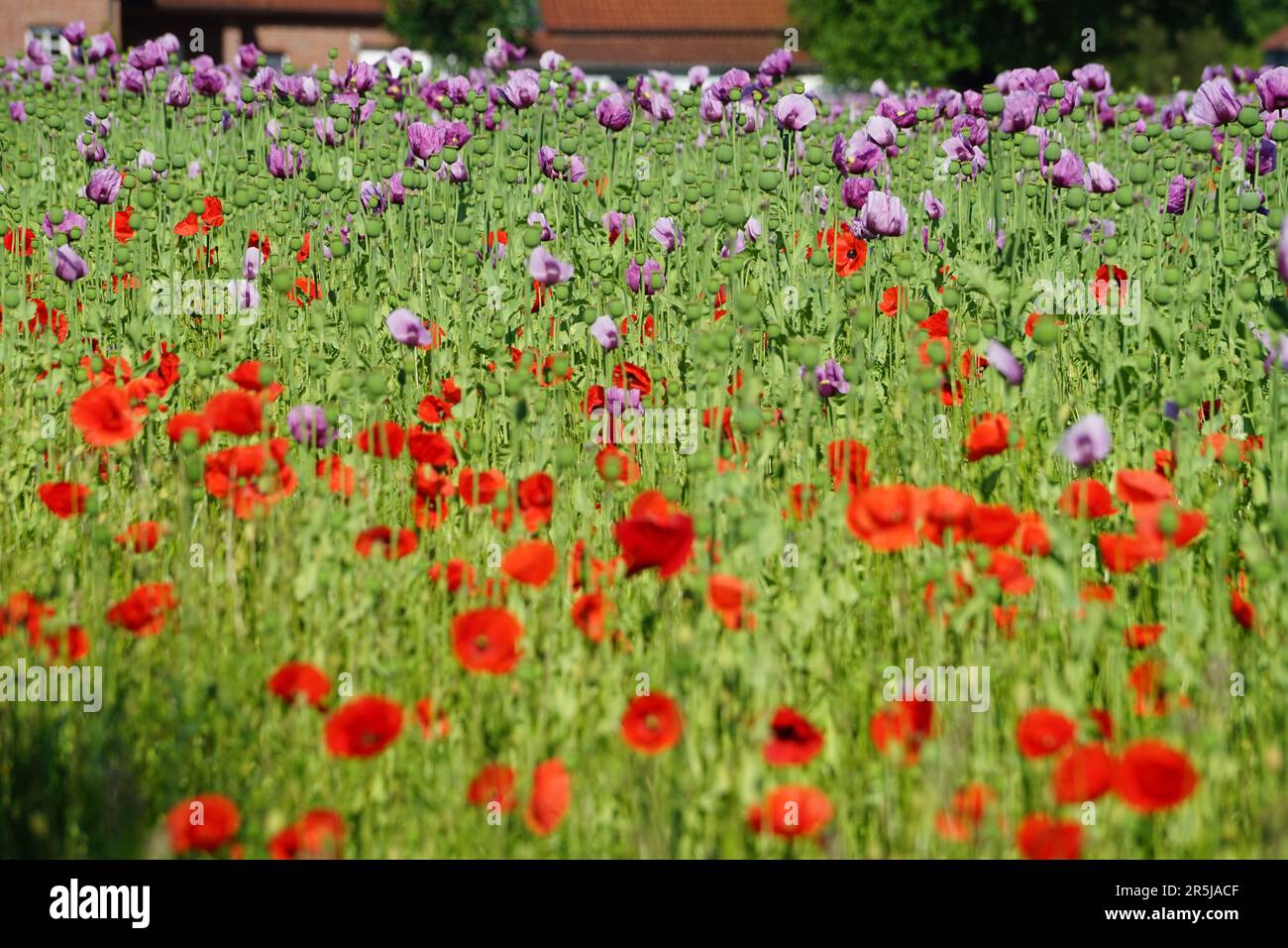 “A vibrant field of red and pink poppies, swaying gently in the breeze ...