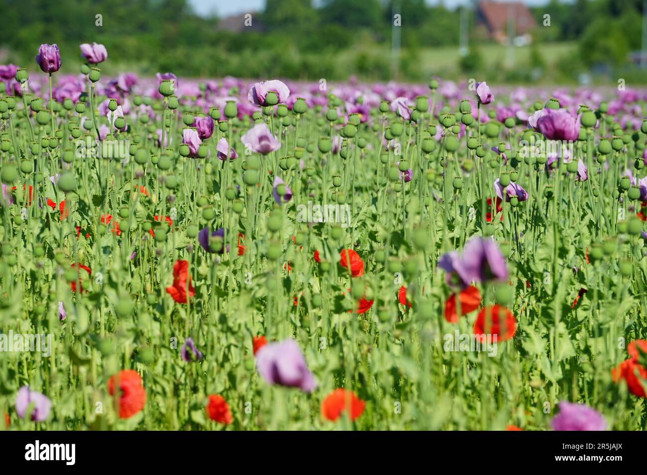 “A vibrant field of red and pink poppies, swaying gently in the breeze ...
