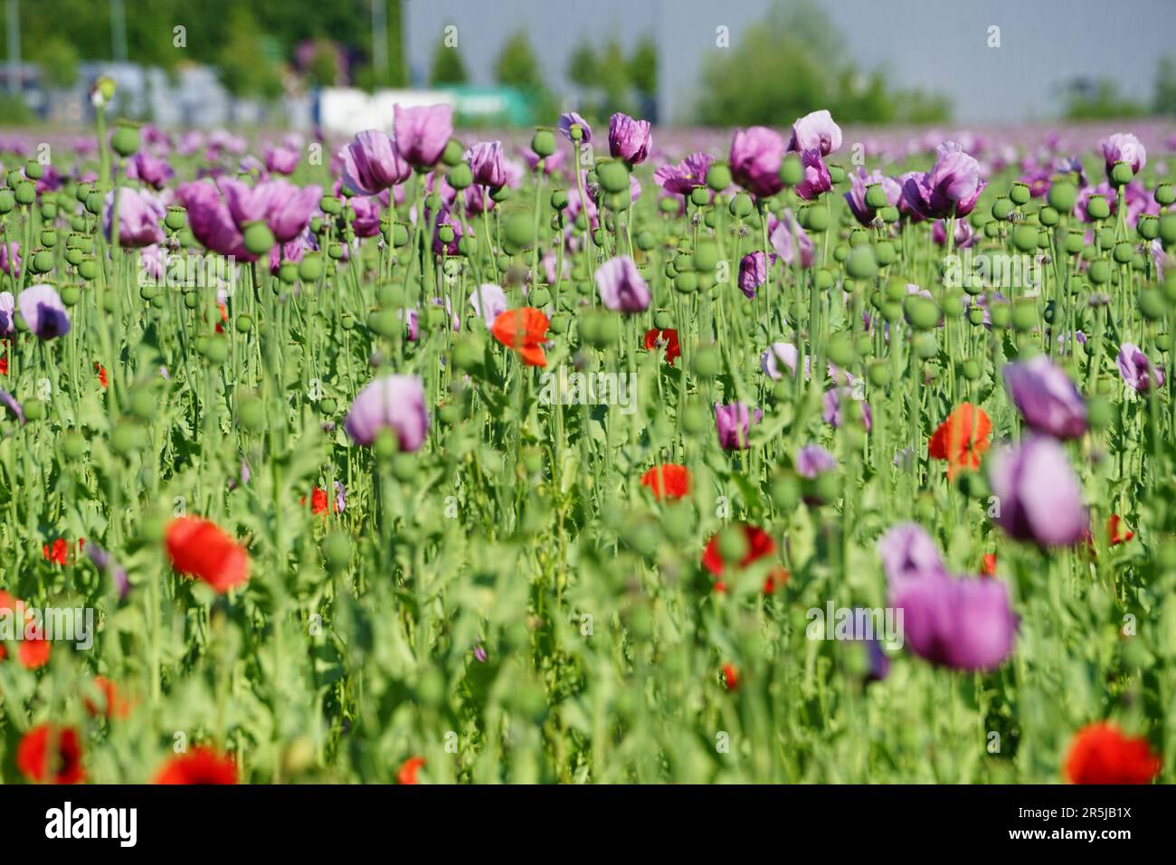A field with different varieties of poppies, red poppies and pink ...